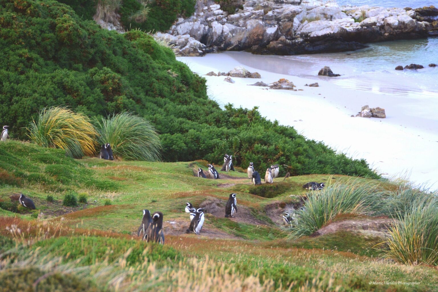 Penguin Travel Tours - The Falkland Islands Company