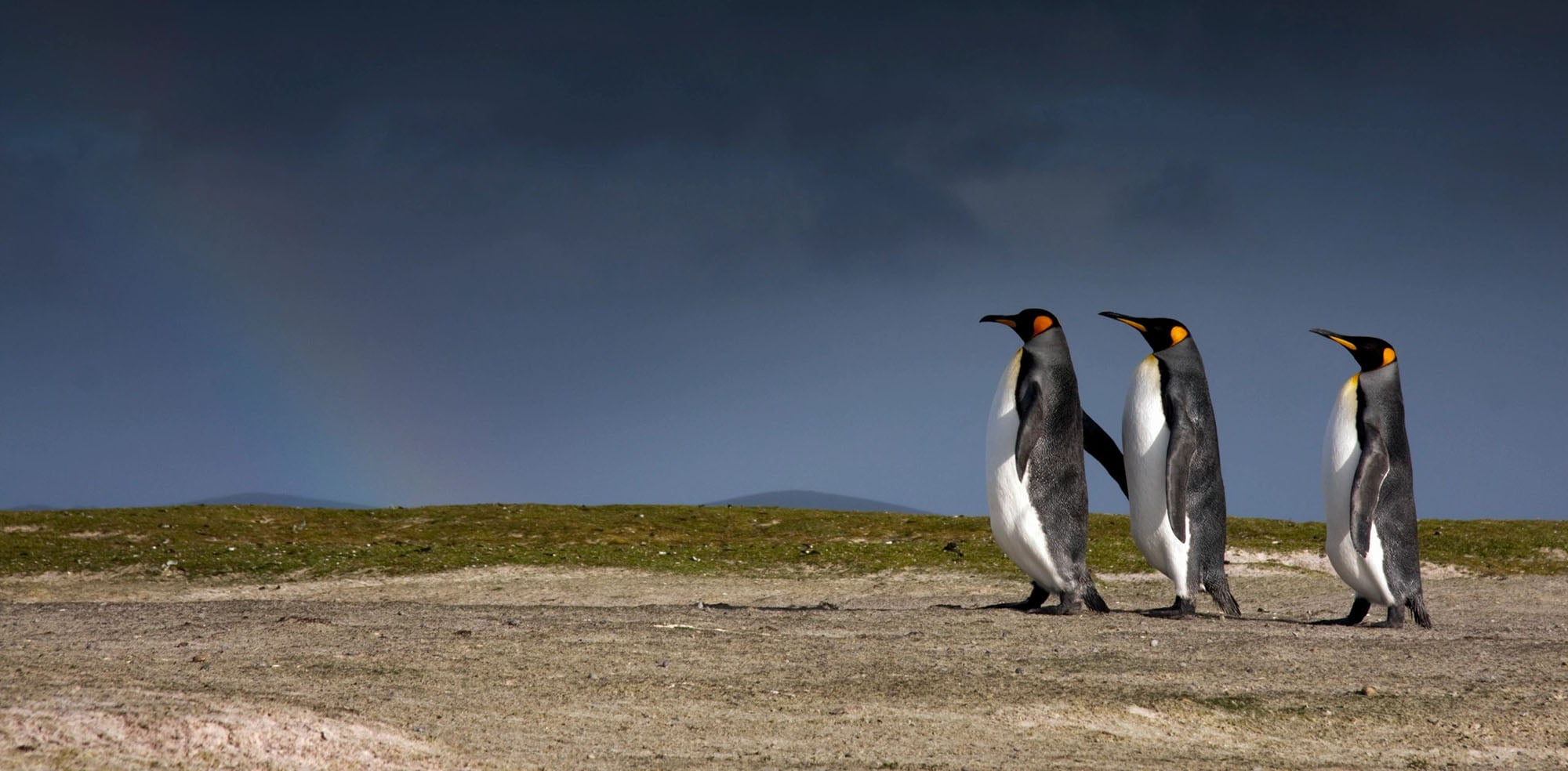 Penguin Travel Tours - The Falkland Islands Company